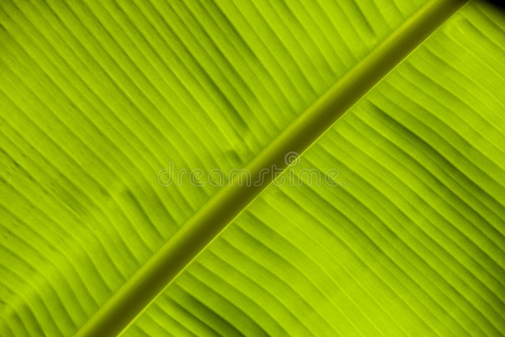 Palm leaf stock photo. Image of palm, leaf, nature, translucent - 35827200