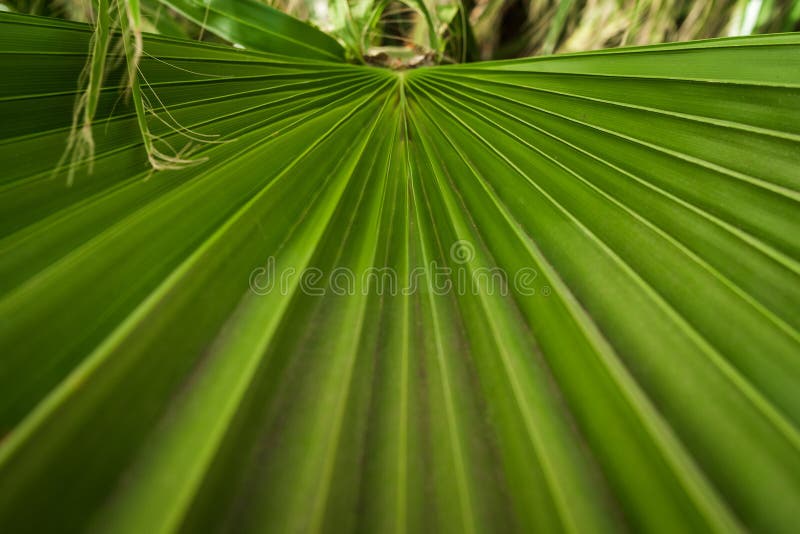 Leaf of palm, close-up. stock photo. Image of bright - 198778796