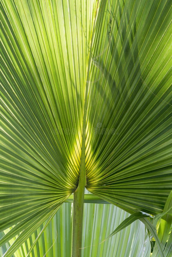Palm Leaf stock image. Image of sunlight, perfection - 79109535