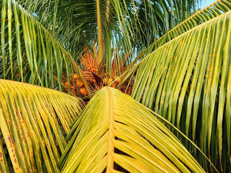 Palm Leaf Close-up. Tropical Garden. Green Abstract Background. Deep ...