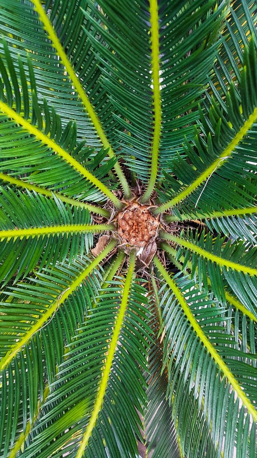 Palm leaf core in garden stock image. Image of droop - 81297439