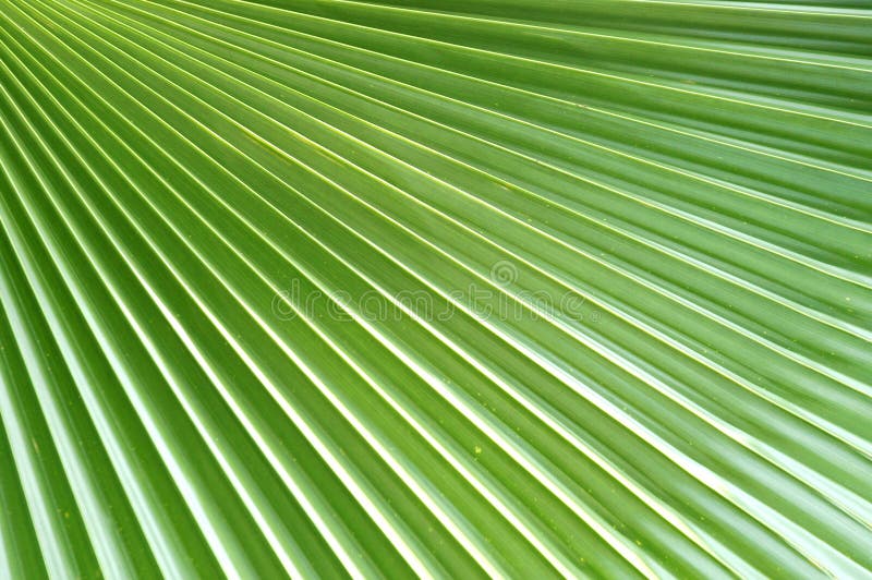 Palm Leaf Design stock photo. Image of flora, tree, palm - 208512
