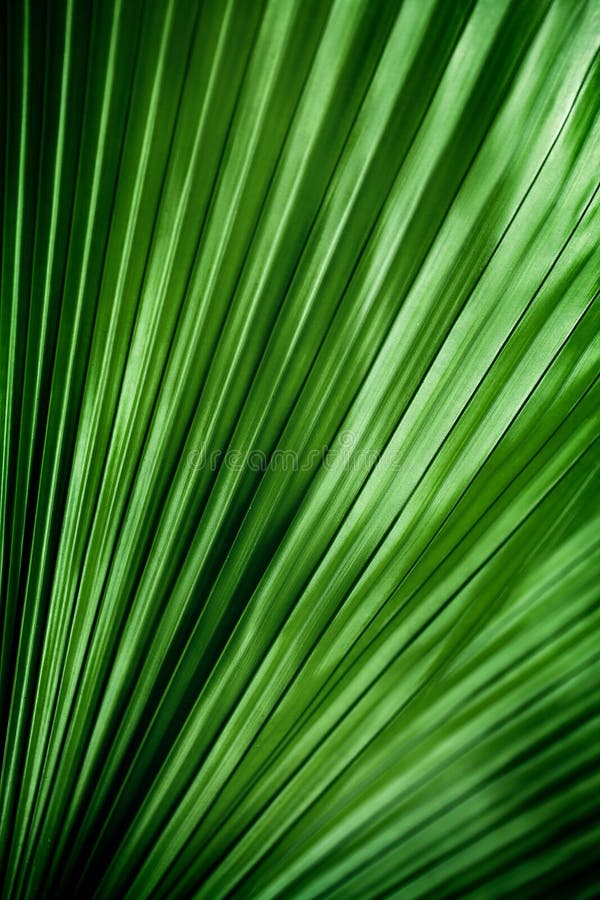 Palm Leaf with Diagonal Lines Stock Photo - Image of layer, diagonal ...