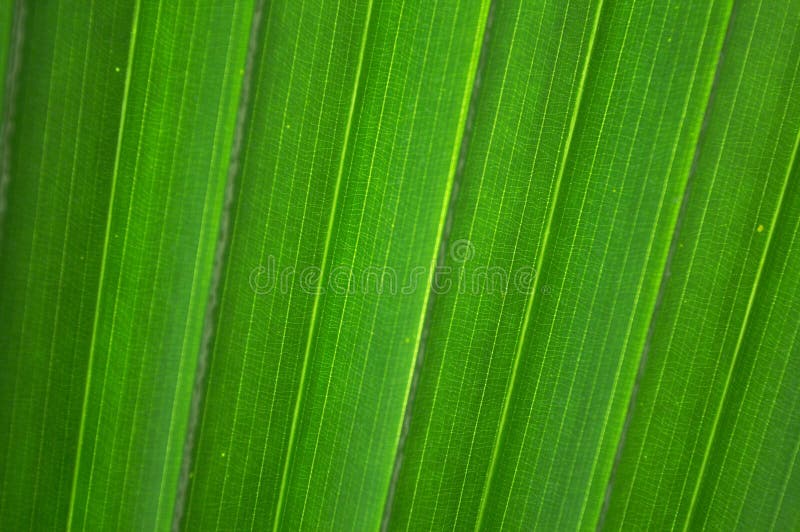 Palm Leaf with Diagonal Lines(horizontal) Stock Image - Image of easter ...