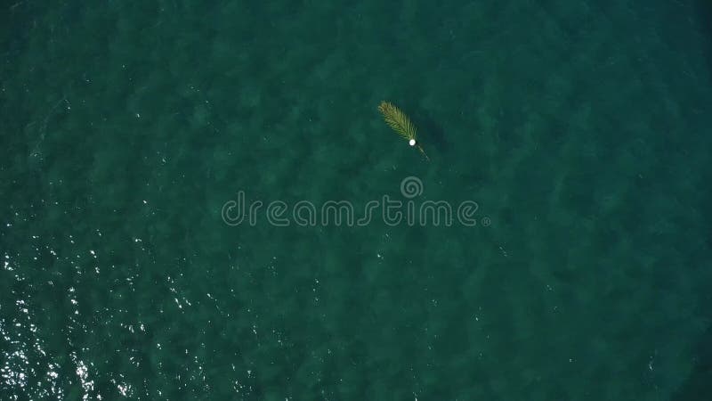 Palm Leaf with Float on the Sea Surface Stock Video - Video of abstract ...