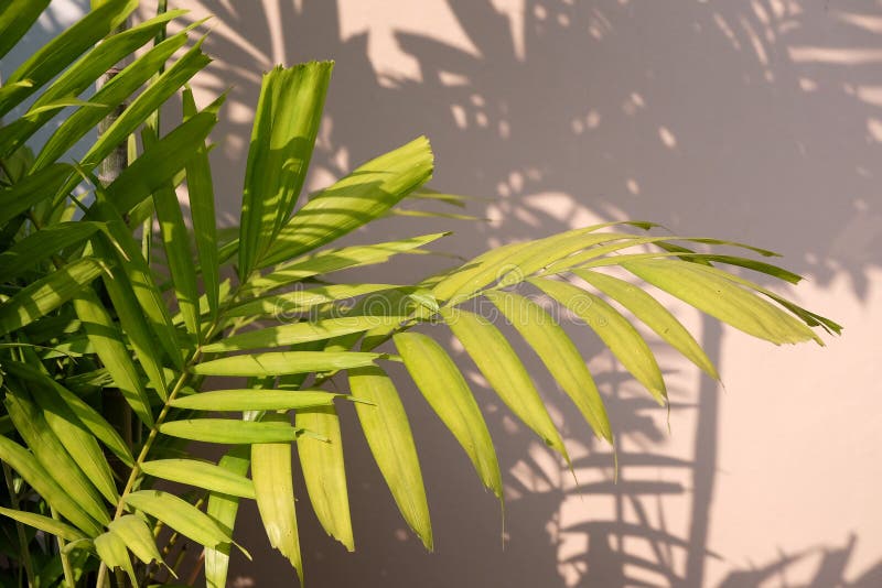 Palm leaf stock photo. Image of palm, shadow, tree, green - 49566536