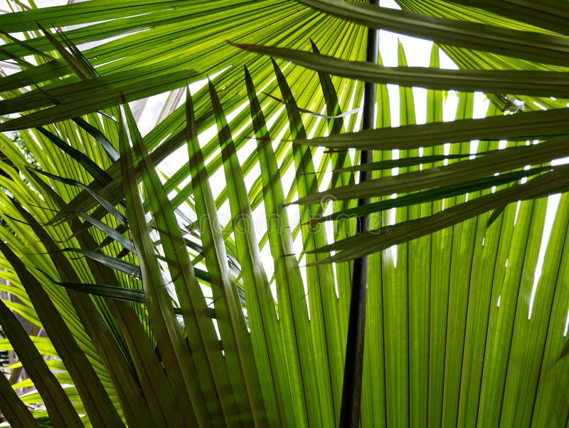 Palm leaf stock photo. Image of healthy, leaves, crown - 63505994