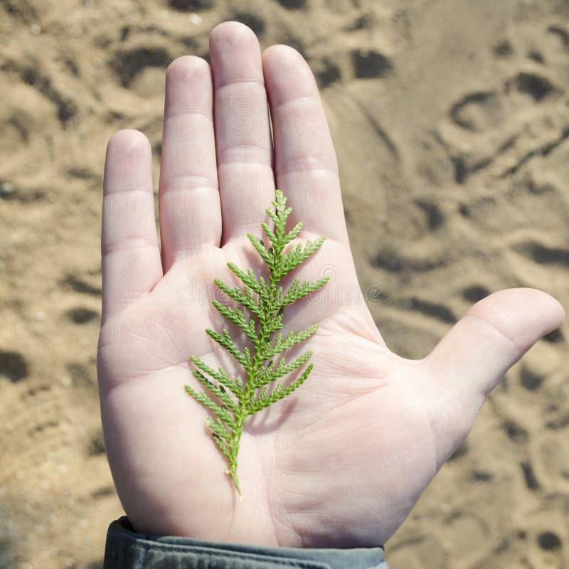 Palm with leaf stock image. Image of leaf, concept, open - 36400883