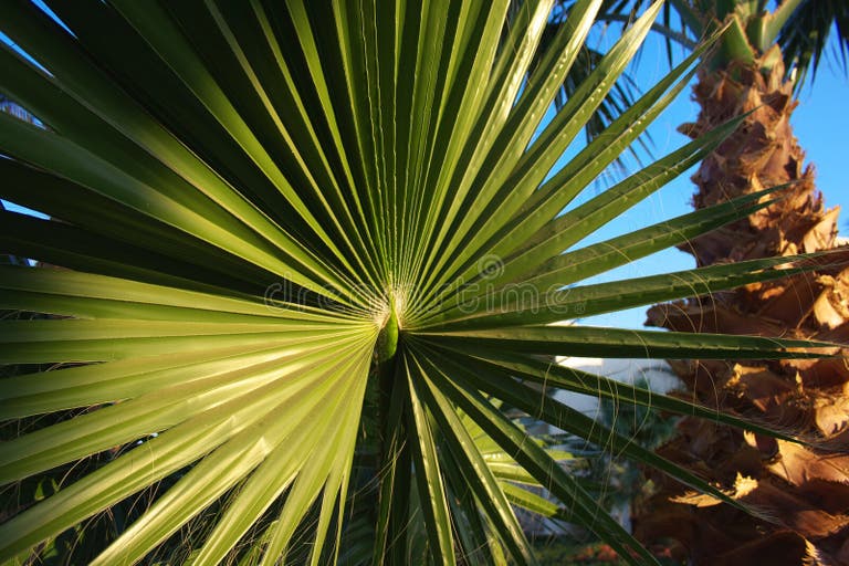 2,784 Jagged Leaf Stock Photos - Free & Royalty-Free Stock Photos from ...