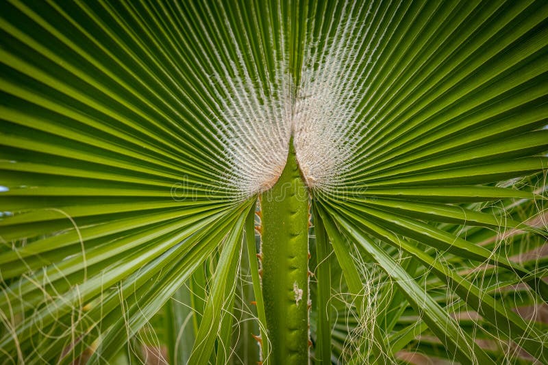 Palm Leaf in Palma De Mallorca Stock Image - Image of palma, flower ...