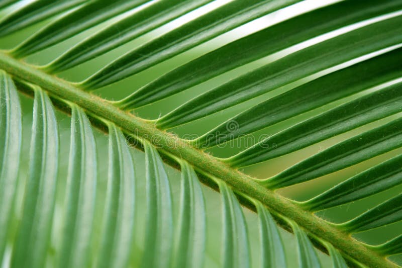 Palm leaf perspective stock image. Image of details, design - 2770277