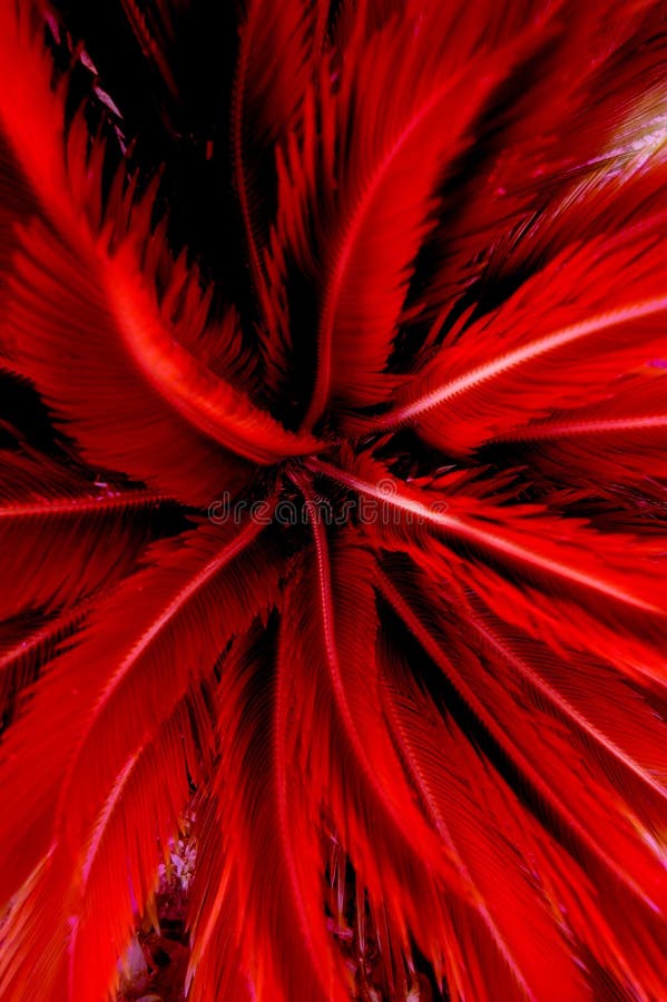 Palm Leaf of Red Color, Ideal for Design and Backgrounds and Textures ...