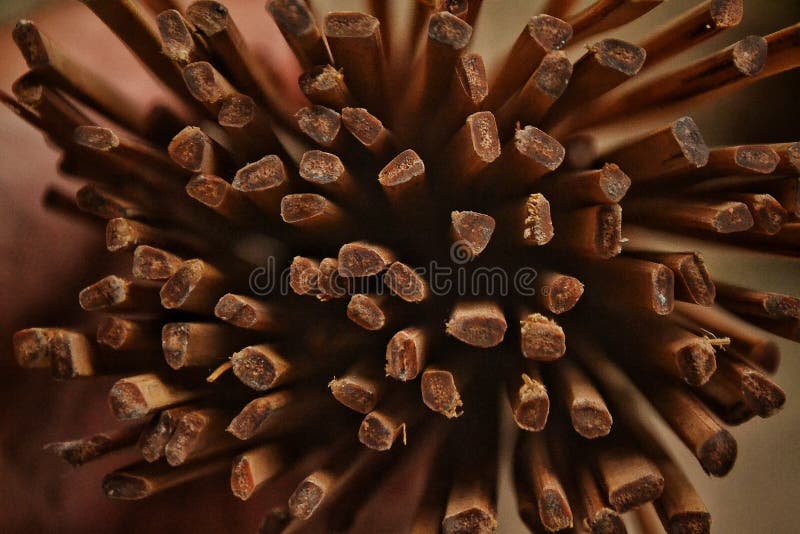 Palm leaf rib stock image. Image of palm, object, nature - 98481237