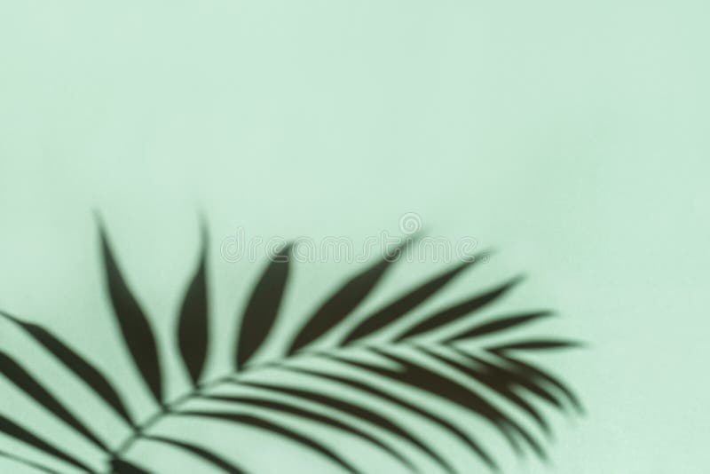Palm Leaf Shadow stock photo. Image of beauty, outdoor - 218185364