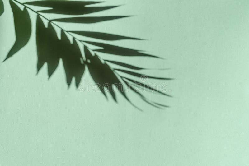 Palm Leaf Shadow stock photo. Image of concept, nature - 218185368