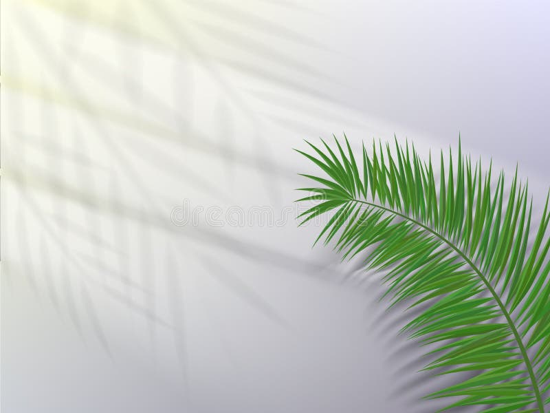 Palm Leaf with Shadow on Light Background Stock Vector - Illustration ...
