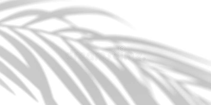 Palm Leaf Shadow Overlay Effect. Background with Tropical Leaves ... Palm Leaf Shadow Overlay Effect. Background with Tropical Leaves ...