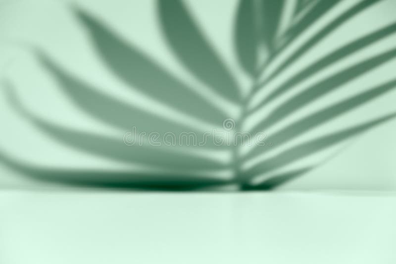 Palm Leaf Shadow Overlay. Minimalist Shadow Overlay for Product ...