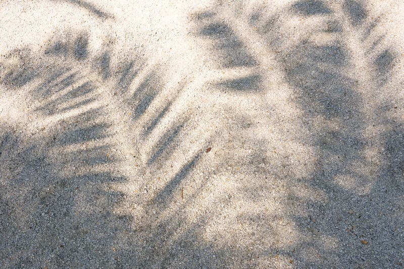 Palm Leaf Shadow on Sand. High Resolution Surface for Pattern and ...