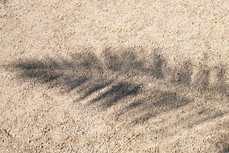 Palm Leaf Shadow on Sand. High Resolution Surface for Pattern and ...