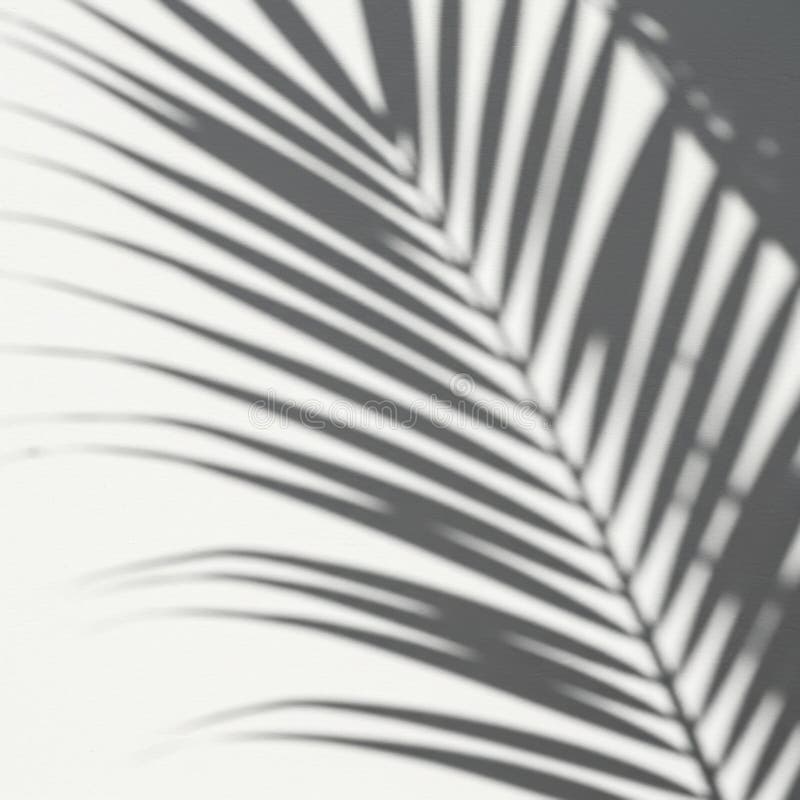 Palm Leaf Shadow on White Wall Stock Photo - Image of creative, minimal ...