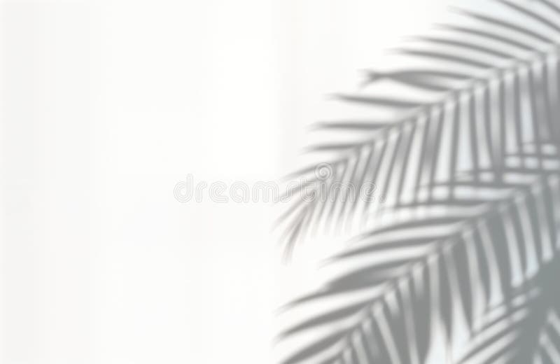 Palm Leaf Shadows Overlay Effect on Plain Background. Abstract Tropical ...