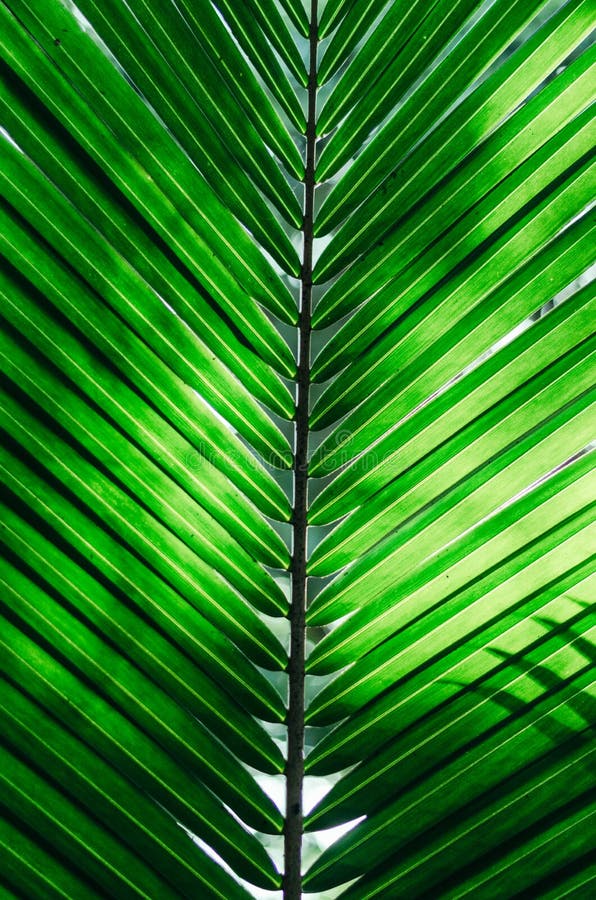 Green palm leaf texture stock image. Image of middle - 116310413