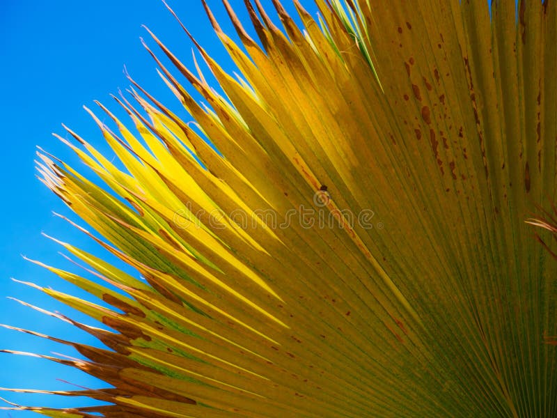 Palm leaf stock image. Image of genus, invoice, sheet - 42686319