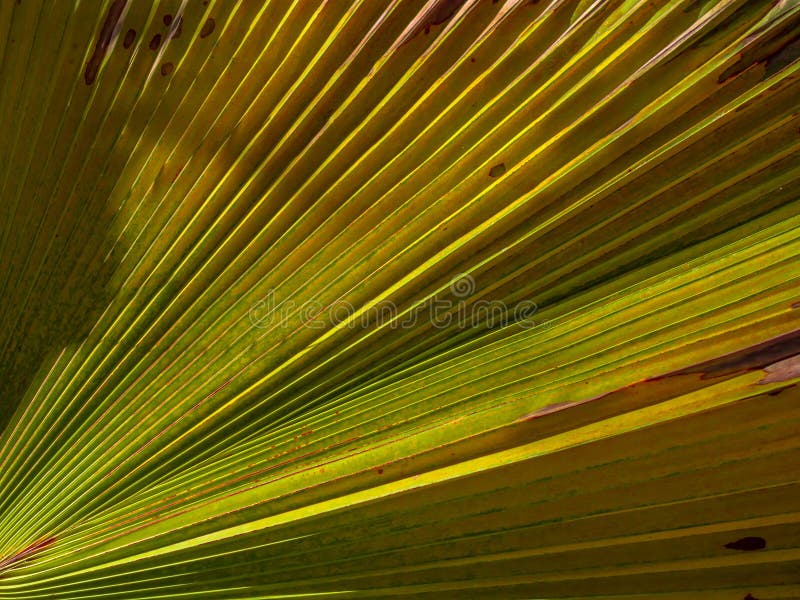 Palm leaf stock image. Image of trachycarpus, sheet, yellow - 42686349