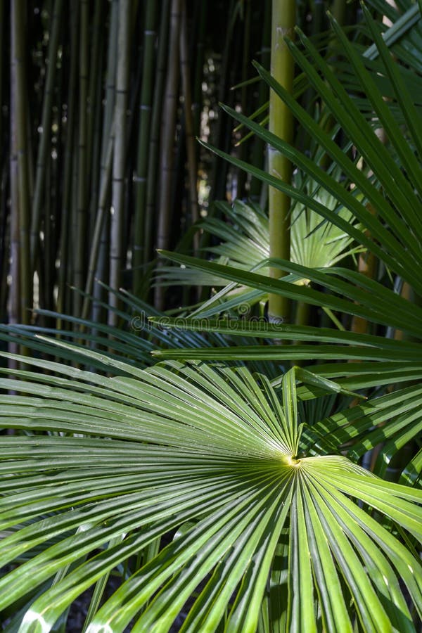 Palm Leaf in a Spot of Light in a Dark and Dense Tropical Bamboo Forest ...