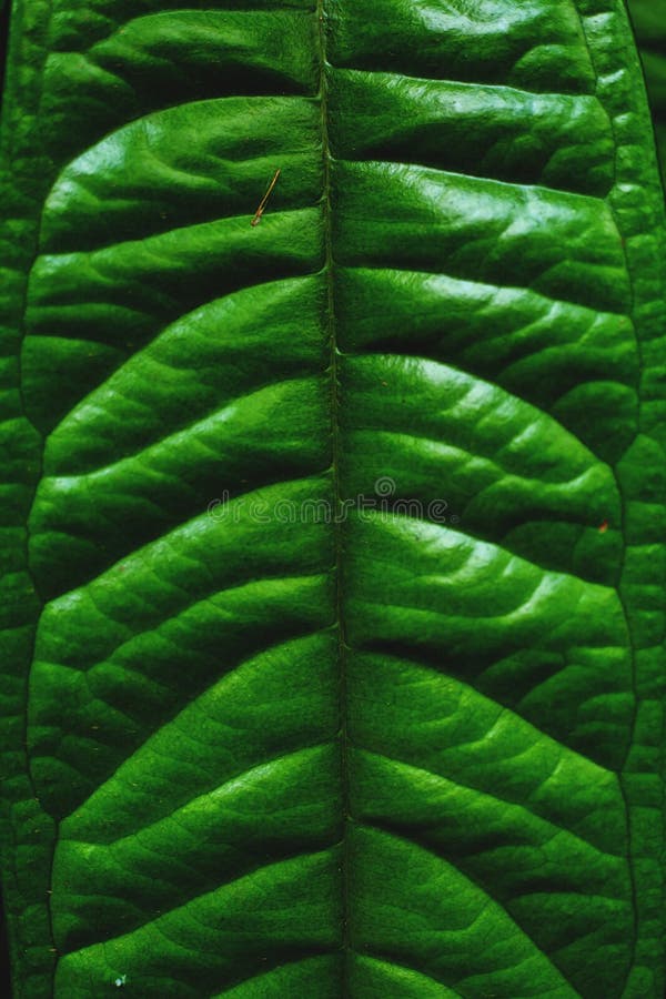 Palm leaf texture stock photo. Image of botany, dark - 144216450
