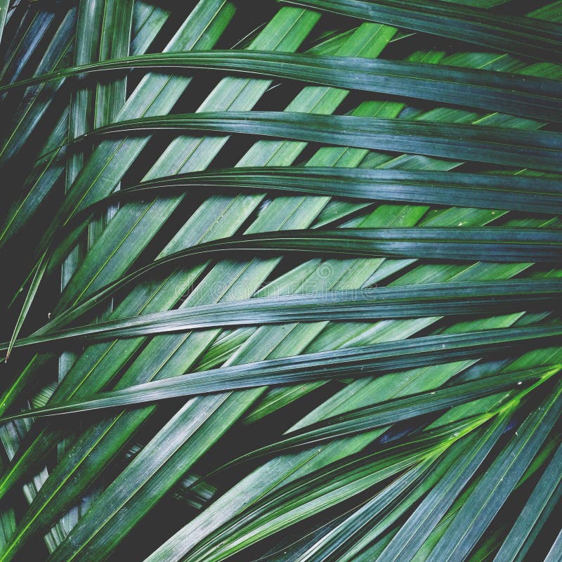 Palm Leaf Texture Pattern Background Stock Photo - Image of palm ...