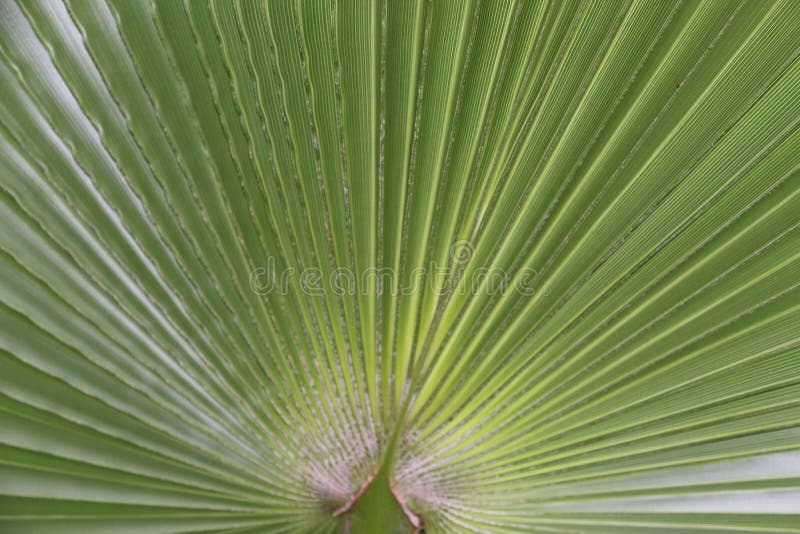 Palm leaf stock photo. Image of tree, trees, spain, mallorca - 56403120
