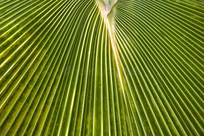 Palm leafs stock photo. Image of life, linear, garden - 163460808