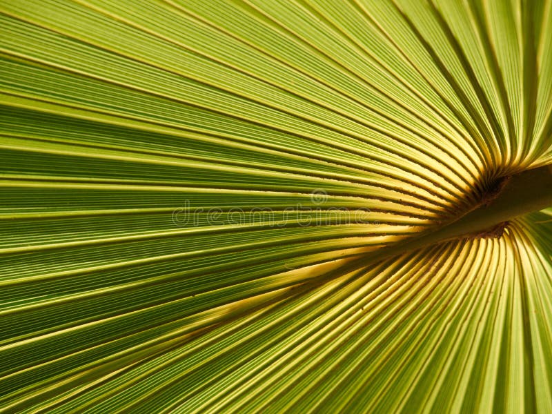 Pam Leave Stock Photos - Free & Royalty-Free Stock Photos from Dreamstime