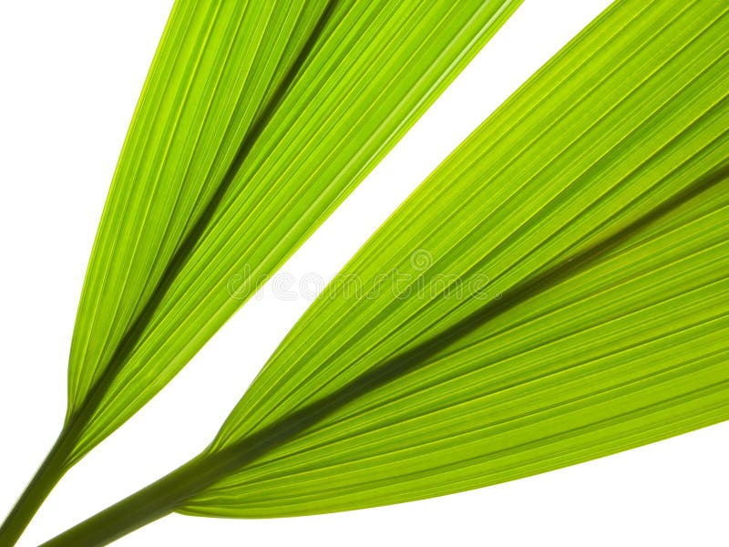 Seashell on Beach Under Palm Stock Image - Image of tidal, gulf: 5622009