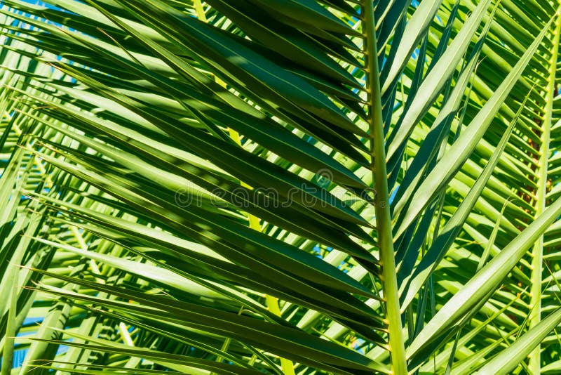 Green Palm Leaves Close Up. the Texture of the Leaves Stock Image ...