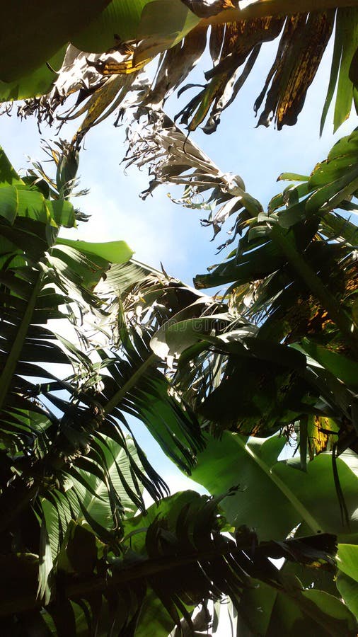 Palm leaves stock photo. Image of beautiful, palmera - 77047710