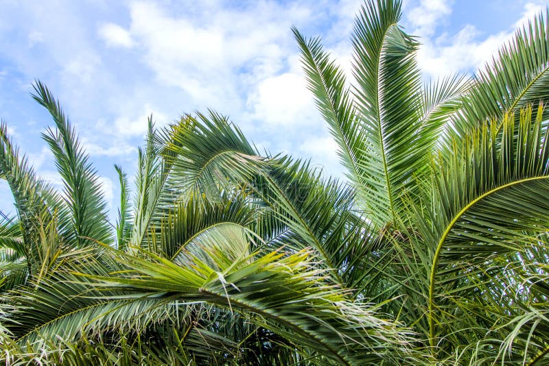 Bottom view palm trees stock image. Image of blue, leaf - 103690163