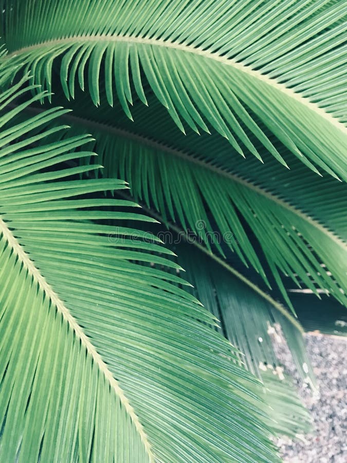 Palm leaves close up stock image. Image of garden, park - 165512301