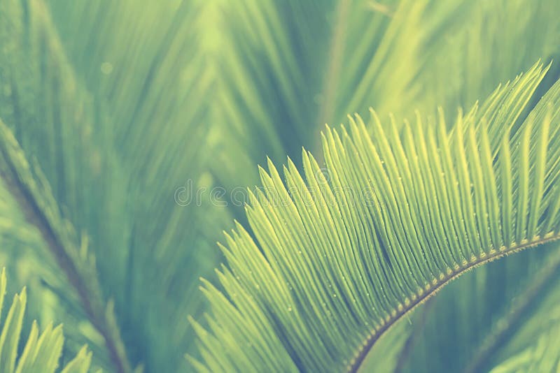 Palm leaves close up stock image. Image of botany, paradise - 166278959