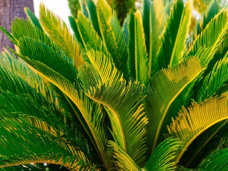 Palm Leaves Cycas Cycad Close Up Stock Photo - Image of flora, climate ...