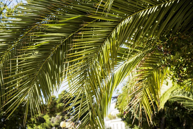 Palm leaves falling down stock photo. Image of beautiful - 350172070