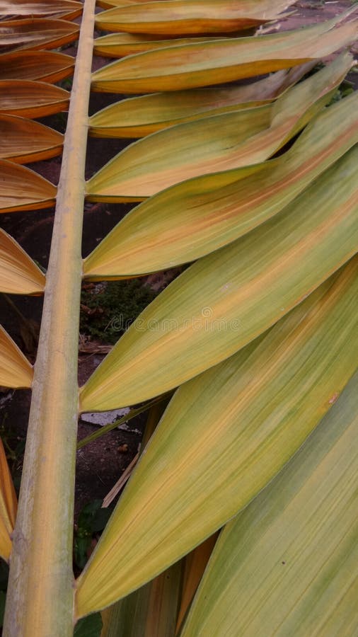 Palm leaves stock image. Image of yellow, wood, plant - 50675193