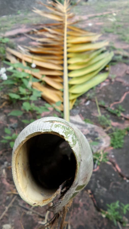 Palm leaves stock photo. Image of palm, floor, plant - 50675386