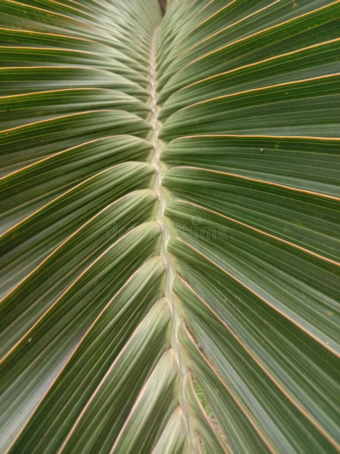 Palm Leaves that Form a Beautiful Sideways Stripe Pattern. Stock Photo ...