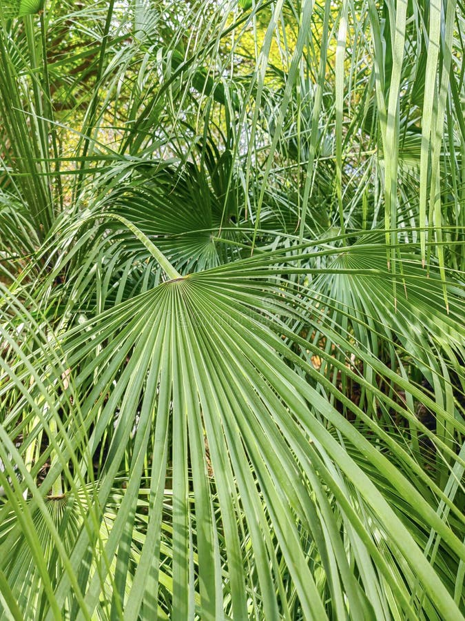 Palm Leaves Green Pattern, Abstract Tropical Green Background Stock ...