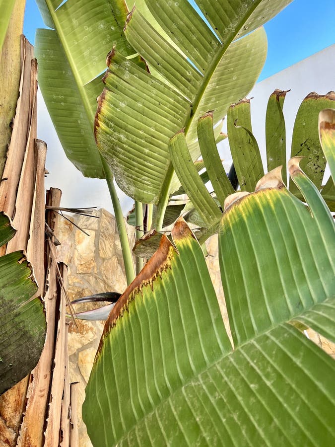 Palm Leaves stock image. Image of tree, trees, tropics - 301848729