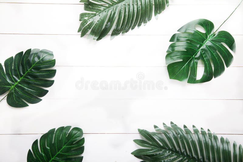 Palm Leaves, Monstera on a White Background Stock Photo - Image of ...