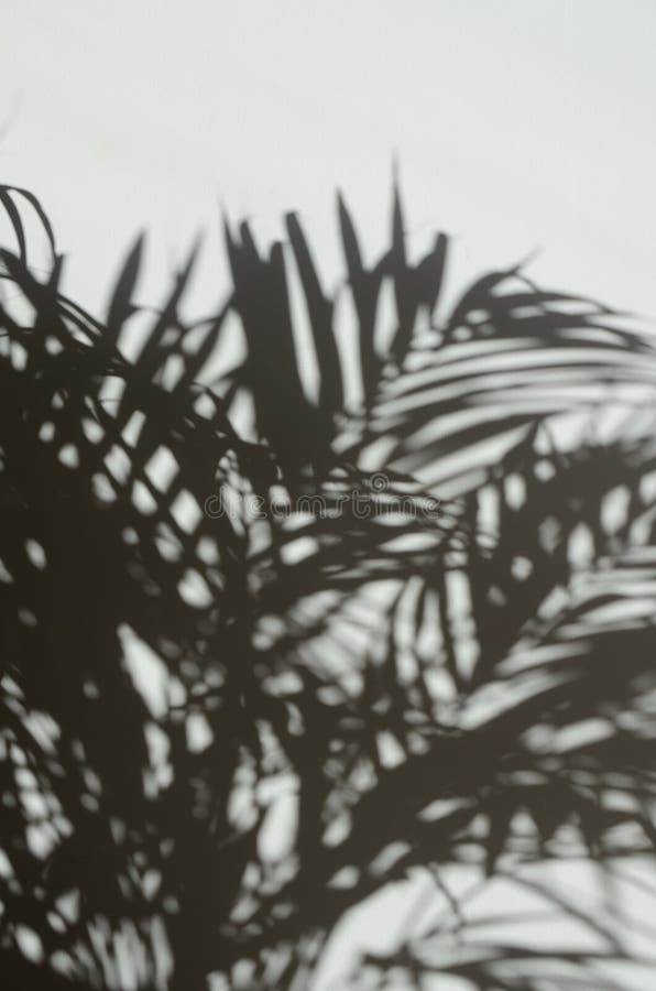 Palm Leaves Shadow on the Grey Wall. Stock Image - Image of natural ...